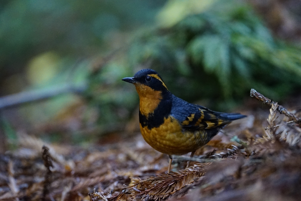 Varied Thrush from Arcata, CA, USA on November 30, 2024 at 10:47 AM by Zoey Vadnais · iNaturalist