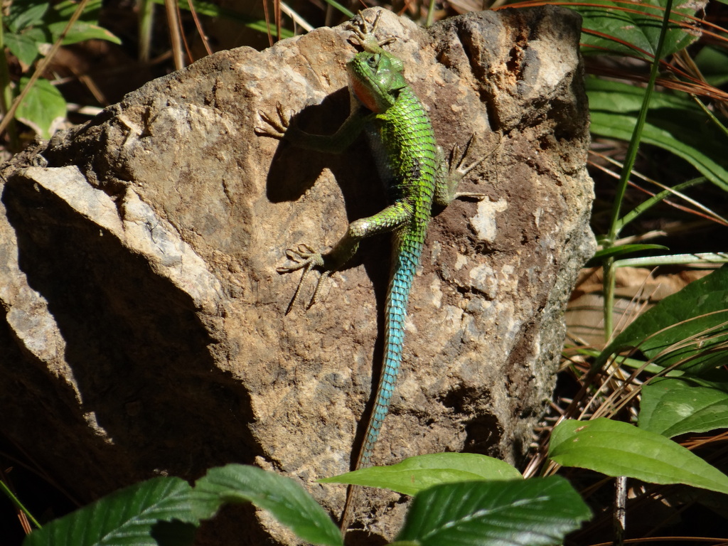 Mexican Emerald Spiny Lizard from Ixtlán de Juárez, Oax., México on ...