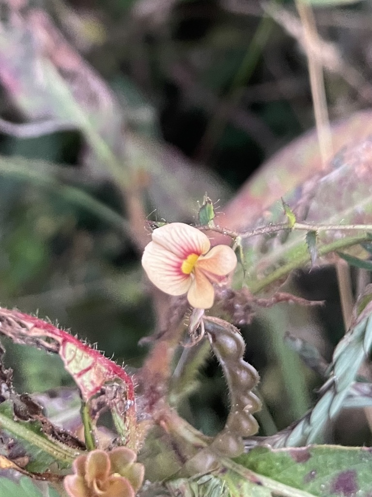 shyleaf from Odessa, FL, US on November 30, 2024 at 05:30 PM by ...