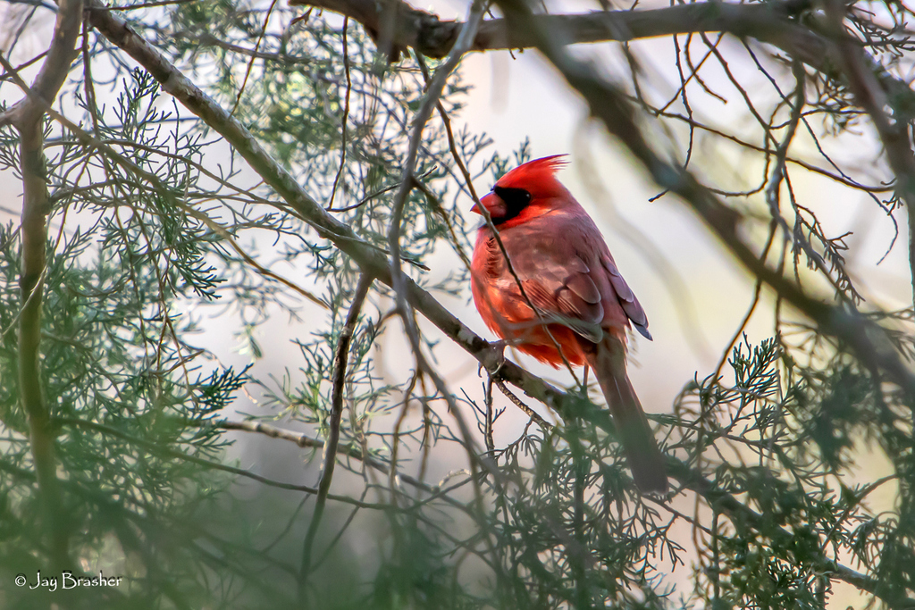 Northern Cardinal from Lincoln County, TN, USA on November 30, 2024 at ...