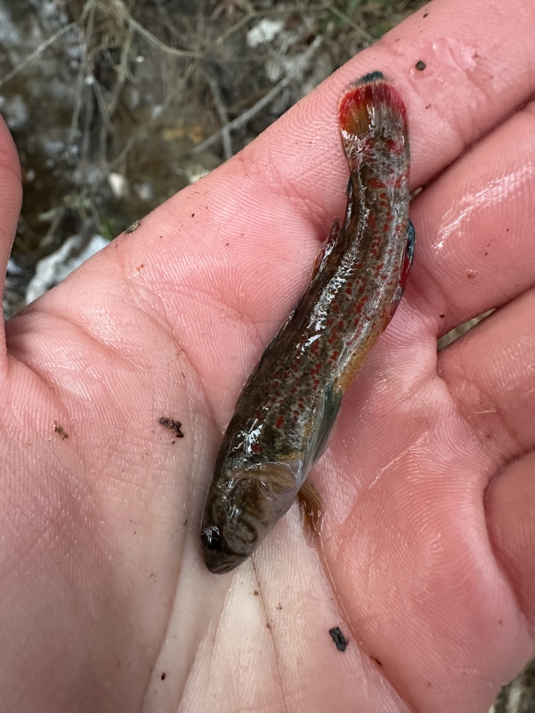 Redspot Darter in November 2024 by Micah Shively · iNaturalist