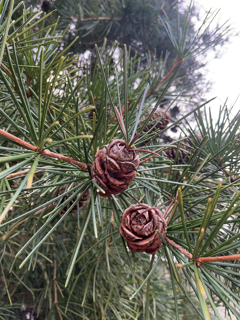 koyamaki from Mercer Island on November 30, 2024 at 03:37 PM by ...