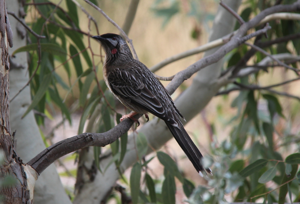 Western Red Wattlebird (Birds of the Avon River Western Australia ...