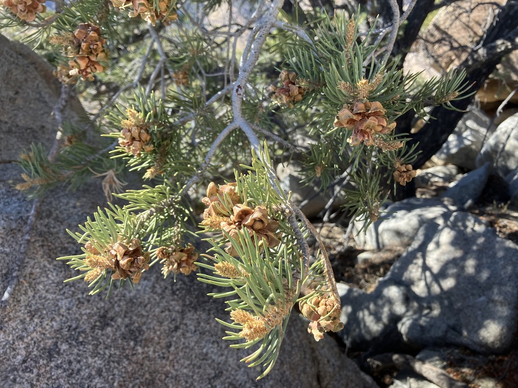 small cone pinyon pines from Anza-Borrego Desert State Park, Julian, CA ...