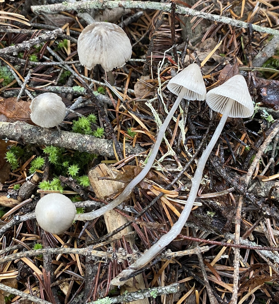 Mycena robusta from Nez Perce-Clearwater National Forest, White Bird ...