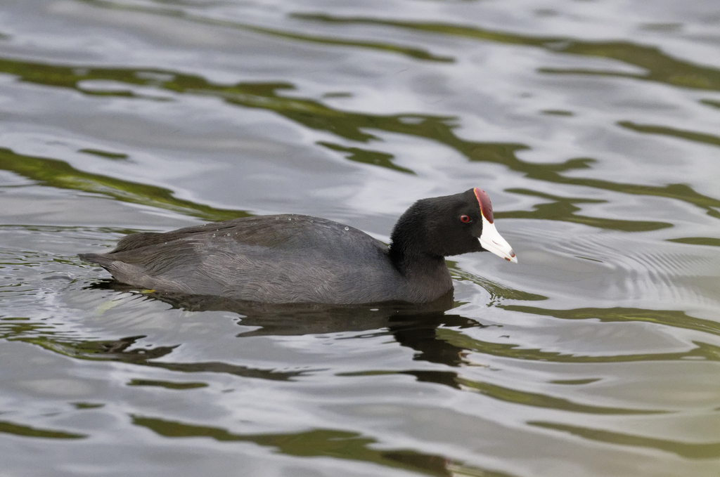 Hawaiian Coot from Kailua, HI, USA on November 30, 2024 at 09:18 AM by ...
