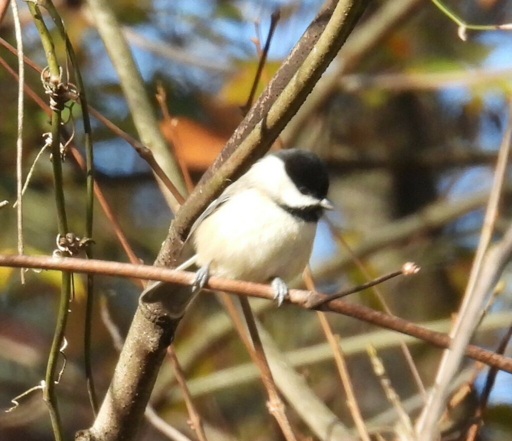Carolina Chickadee from Sevenmile Island WMA, Lauderdale County, AL ...
