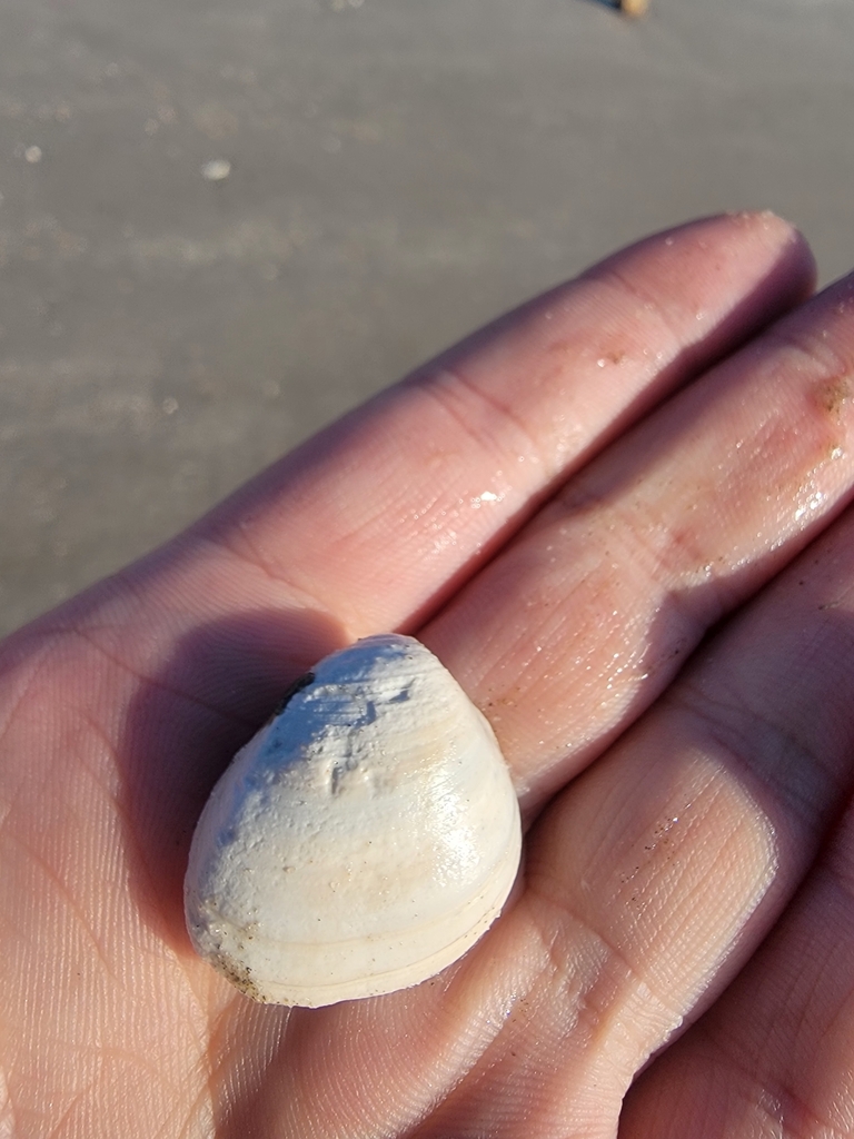 Atlantic Rangia from Cameron, LA 70631, USA on November 26, 2024 at 08: ...