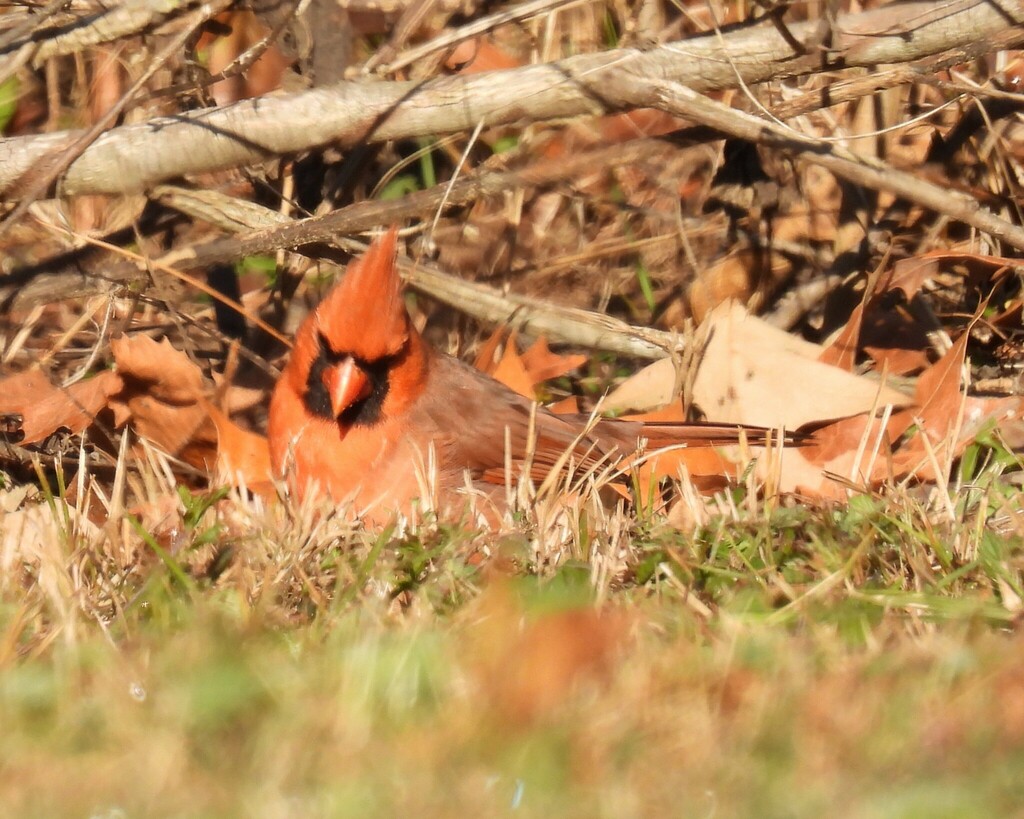 Northern Cardinal from Sevenmile Island WMA, Lauderdale County, AL, USA ...