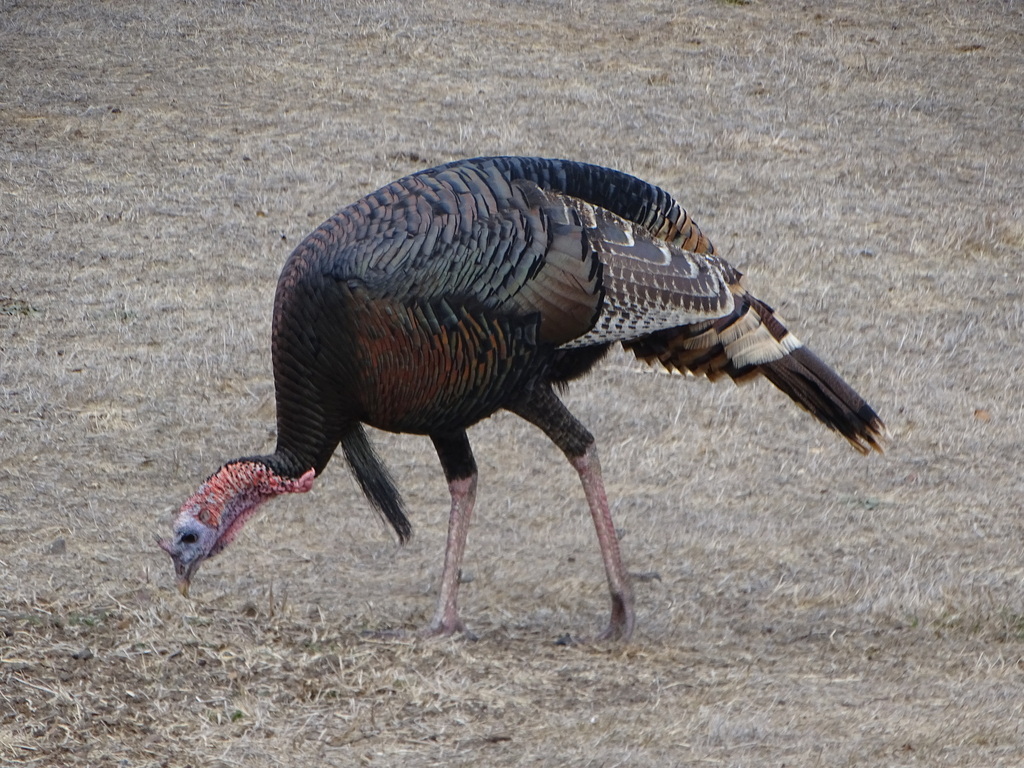 Wild Turkey from Coyote Hills Regional Park, Alameda, California ...