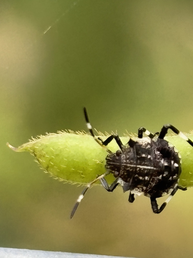 Oncocoris from Burraneer Rd, Coomba Park, NSW, AU on December 1, 2024 ...