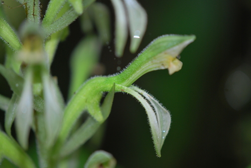 Pelexia olivacea · iNaturalist United Kingdom