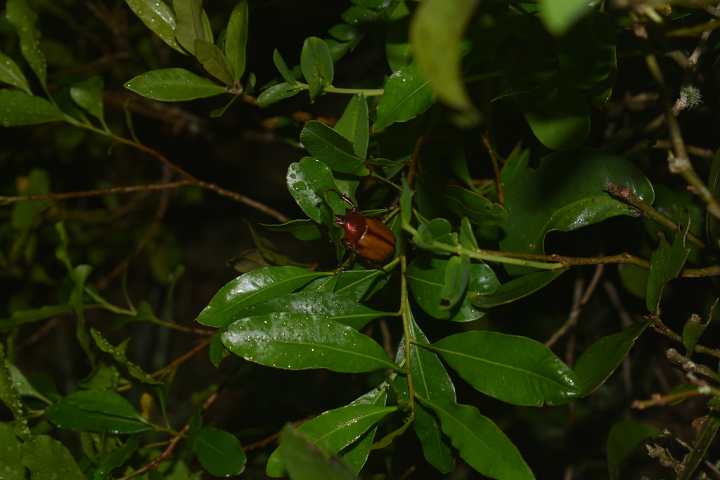 Agaocephala inermicollis from Departamento de Treinta y Tres, Uruguay ...