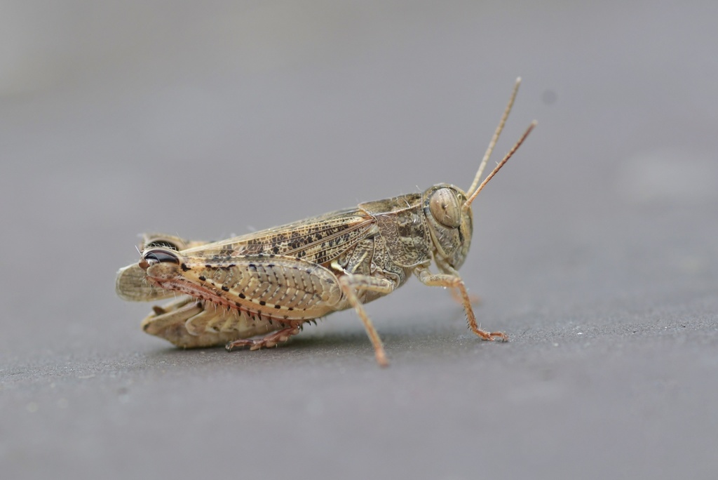 Italian locust from Sály, 3425 Hungary on July 14, 2019 at 04:23 PM by ...
