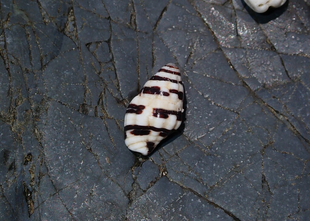 Engina zonalis from Woolgoolga NSW 2456, Australia on December 1, 2024 ...