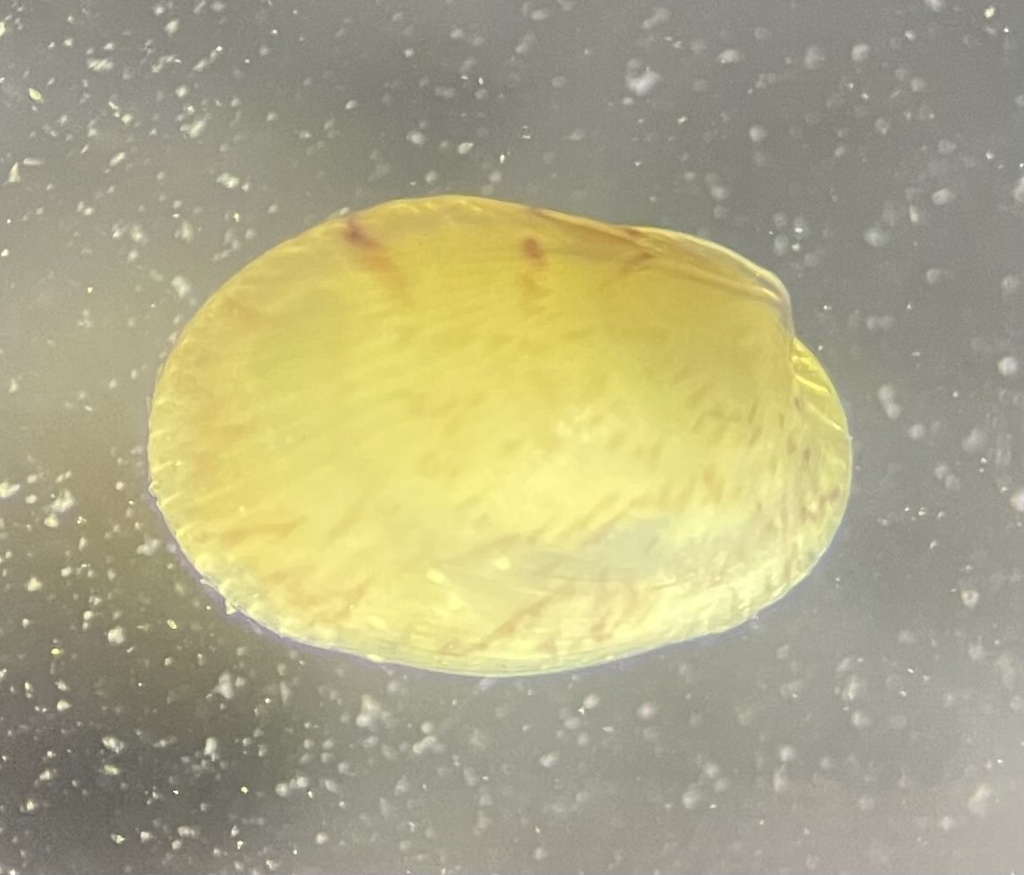 Lateral Mussel from North Atlantic Ocean, FL, US on November 26, 2024 ...