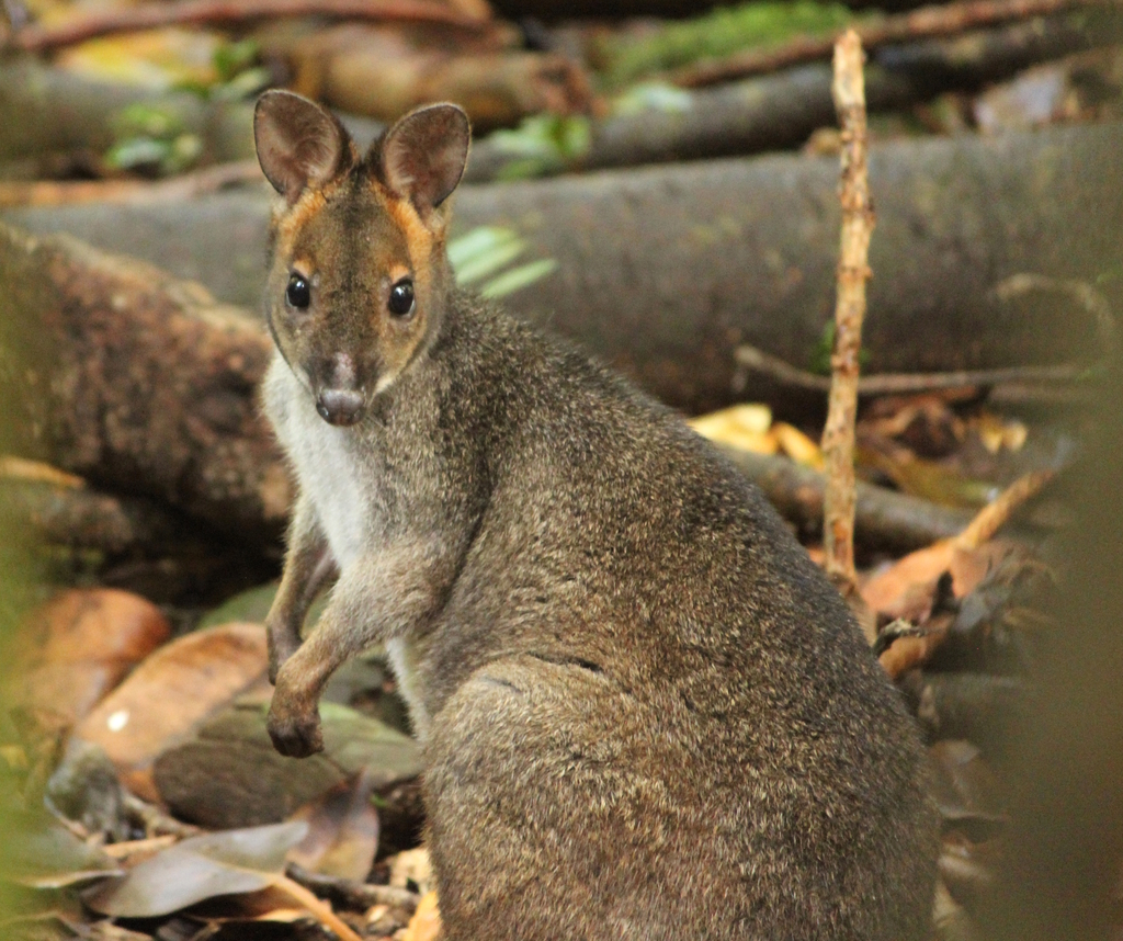 Red-legged Pademelon from Victoria Park Nature Reserve, Victoria Park ...