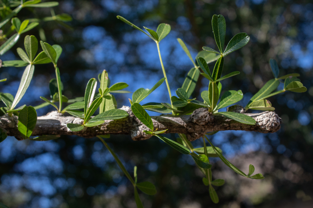 Winged Calabash from La Paz, B.C.S., México on November 23, 2024 at 11: ...