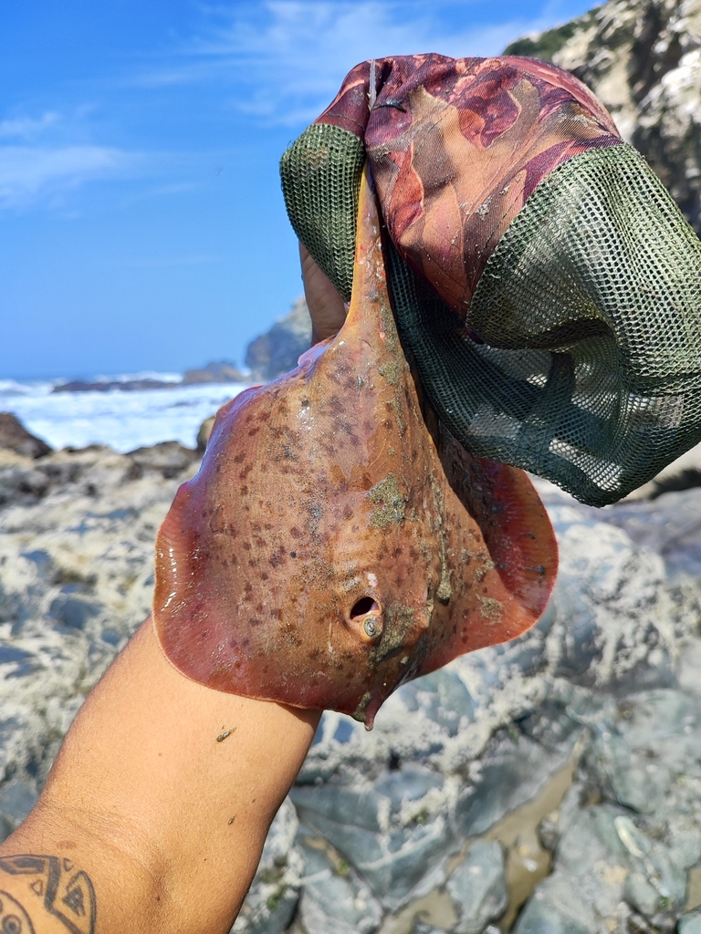 Thorny Round Stingray from Perú on November 30, 2024 at 09:55 AM by ...