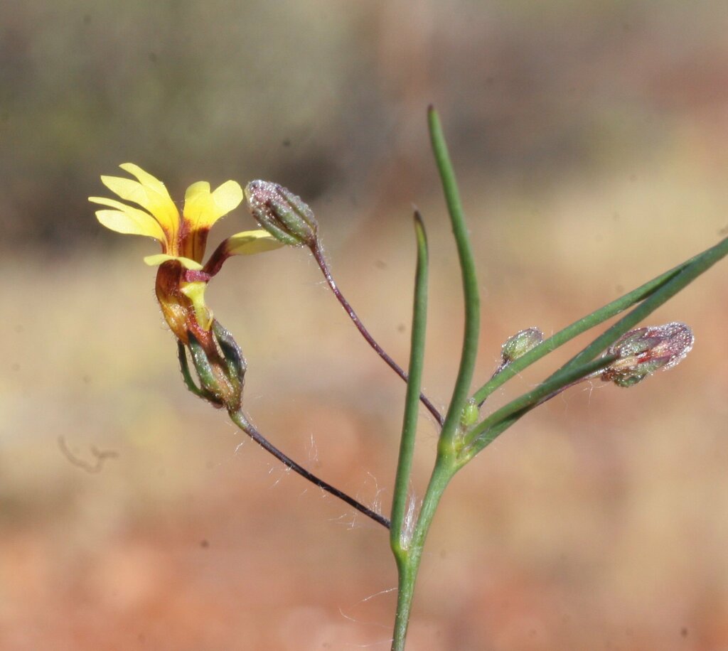 goodenias from Doolgunna Station WA on August 9, 2006 by geoffbyrne. WA ...