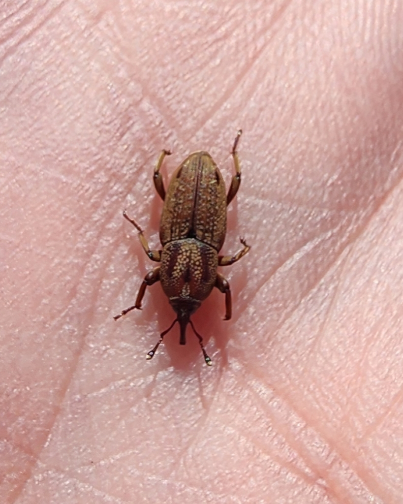 Hunting Billbug from Torrey Pines, San Diego, CA, USA on November 25 ...