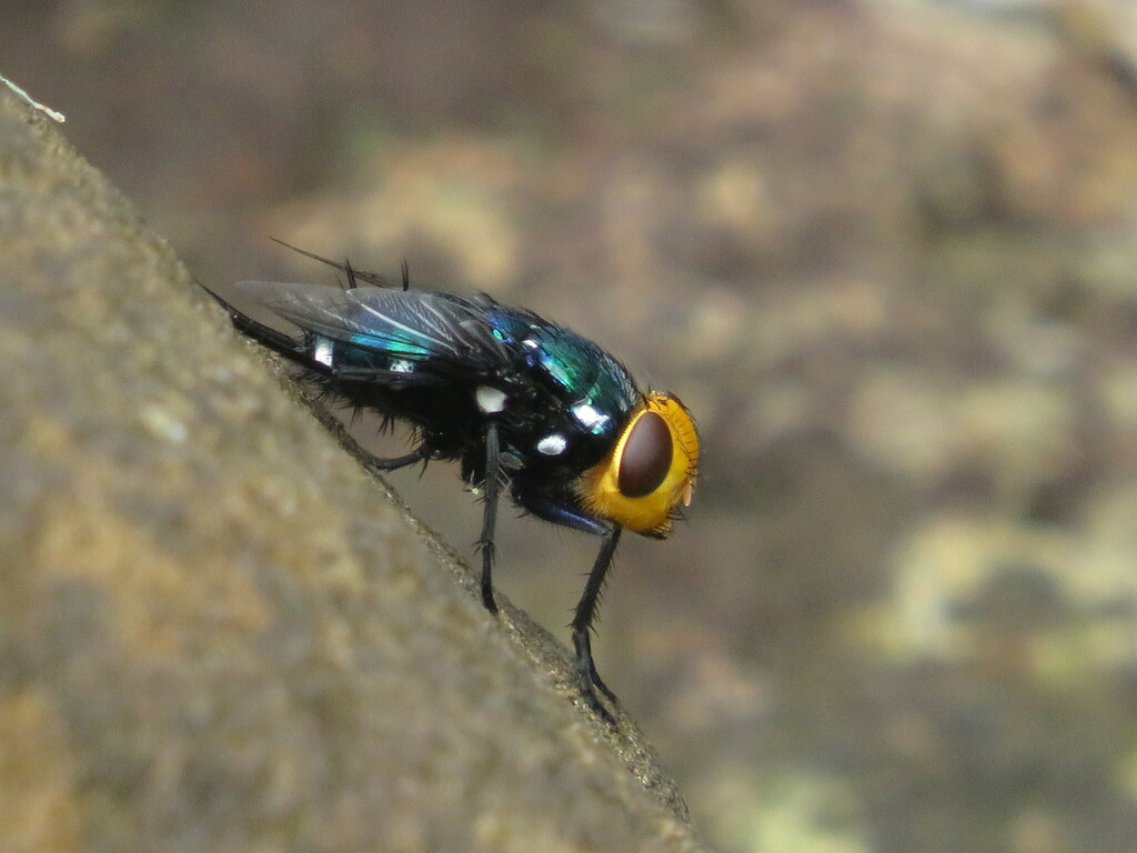 Yellow-Headed Snail Parasitic Blowfly from Tamrookum Creek QLD ...