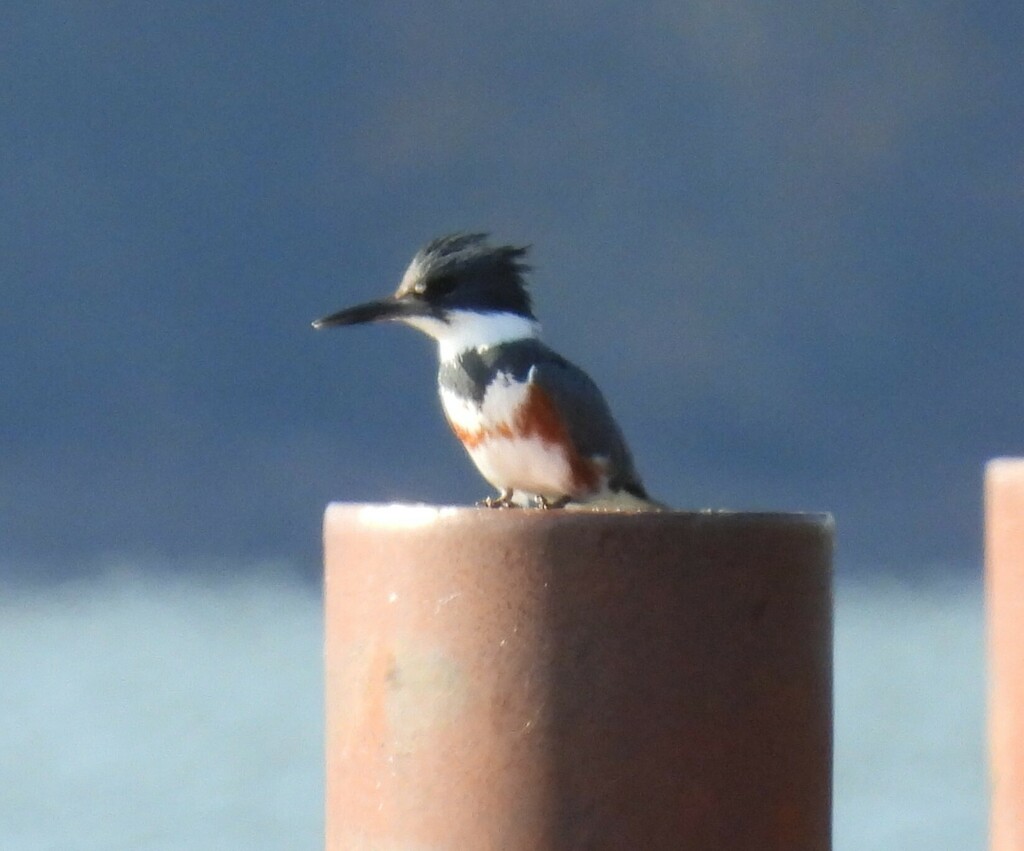 Belted Kingfisher from Brush Creek Park, Lauderdale County, AL, USA on ...