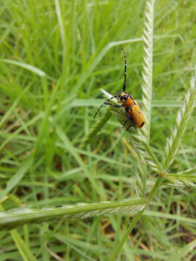 Flat-faced Longhorn Beetles from Tamrookum Creek QLD, Australia on ...