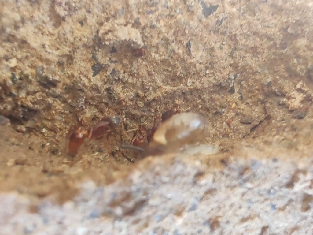 Mustache and Pygmy Snapping Ants from 江苏省南京市秦淮区红花 on December 1, 2024 ...