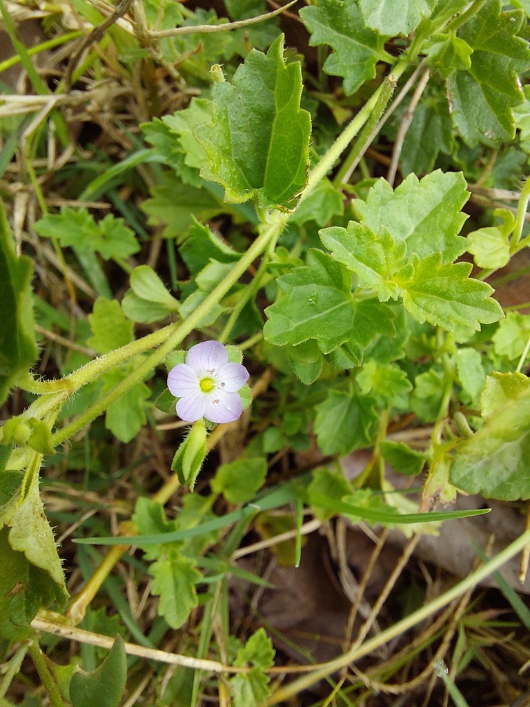 Australian Speedwell from Tamrookum Creek QLD, Australia on December 1 ...