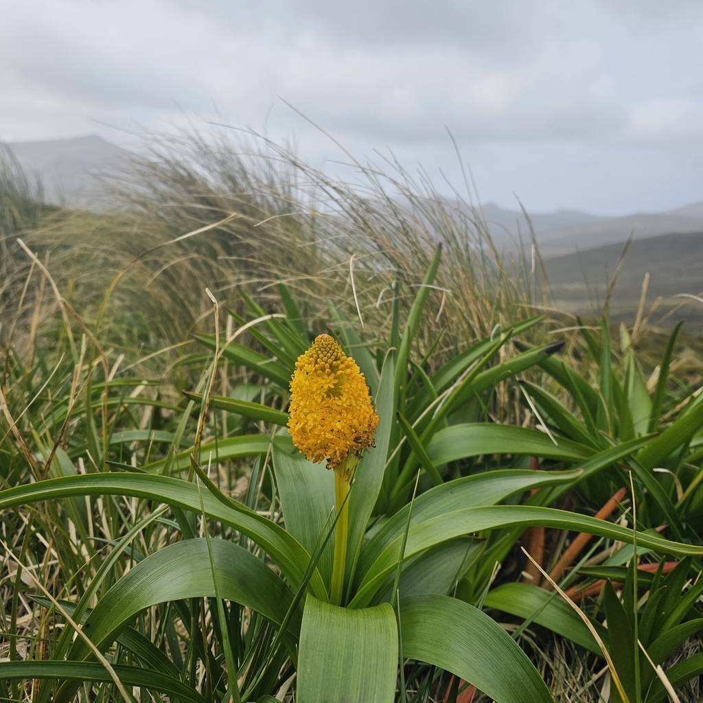 Ross Lily from New Zealand on November 30, 2024 at 09:16 AM by shelbyl ...