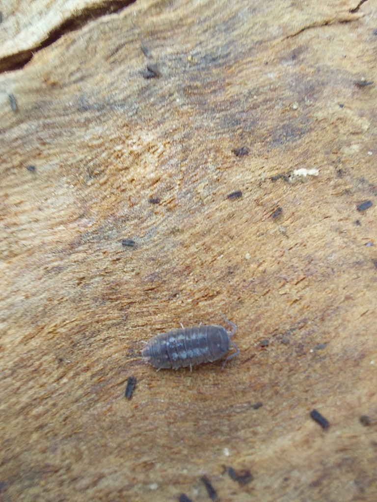 Crinocheta from Kooralbyn QLD 4285, Australia on December 1, 2024 at 12 ...