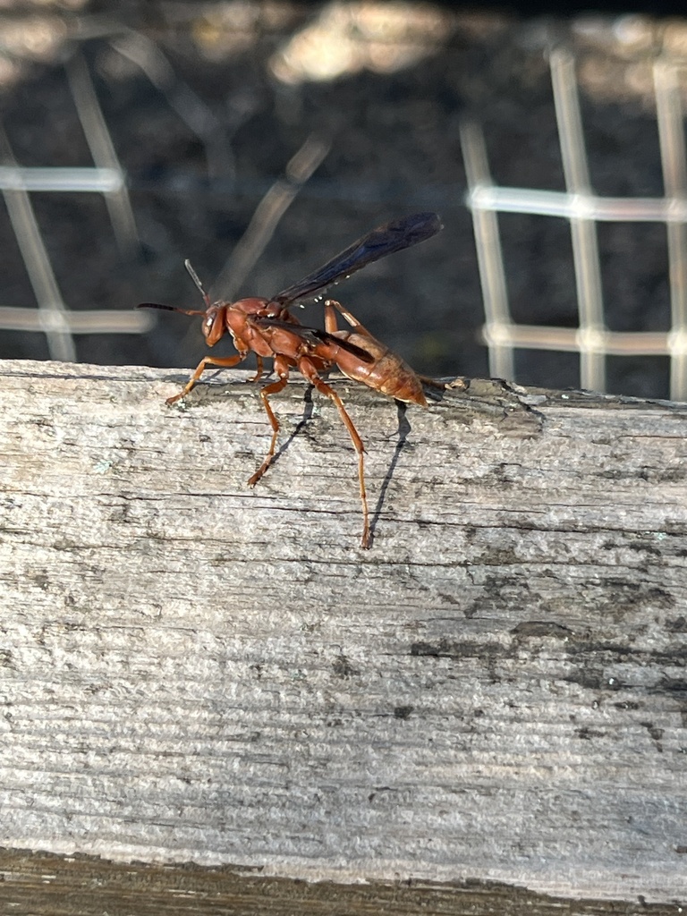 Fine-backed Red Paper Wasp from Fairview, TX 75069, USA on November 15 ...