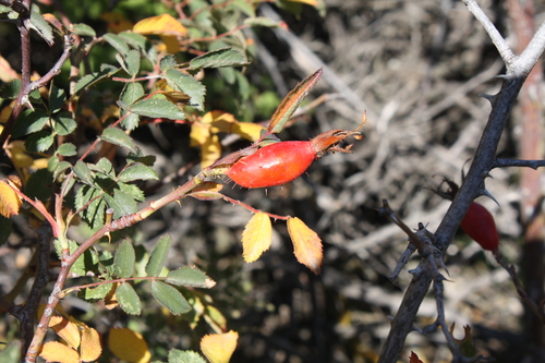 Rosa oxyodon · iNaturalist