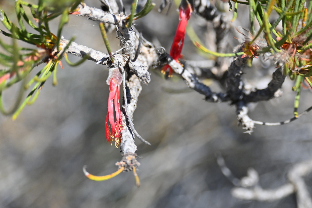 Common Emu-Bush from Kalbarri National Park Entrance station WA 6536 ...