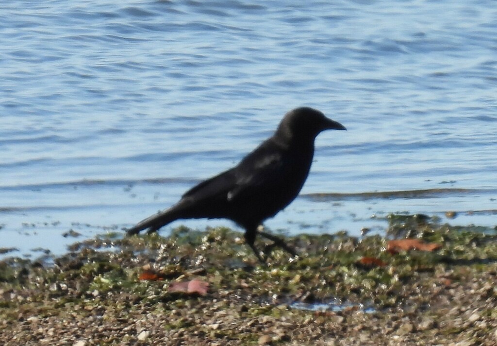 American Crow from Co. Rd. 14, Tucker Hollow, Lauderdale County, AL ...