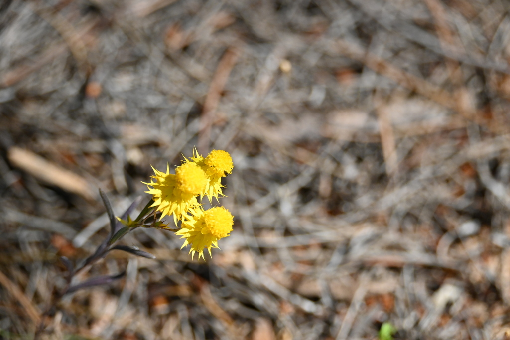 Waitzia from Kalbarri National Park Entrance station WA 6536, Australia ...