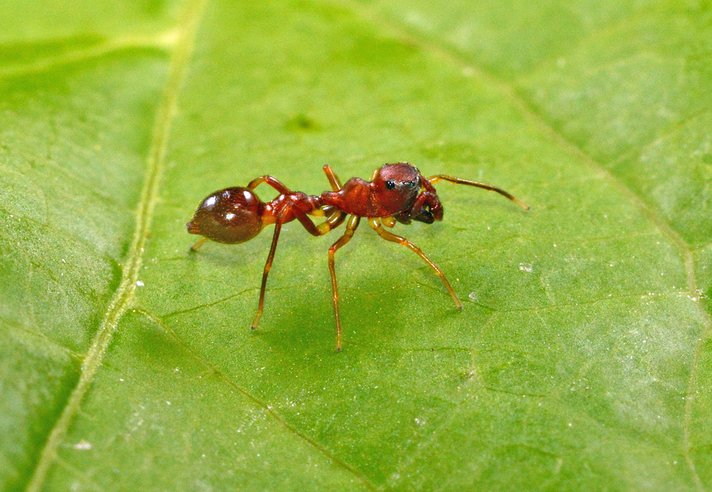 Slender Ant-mimic Jumping Spider from Cherokee County, GA, USA on May ...