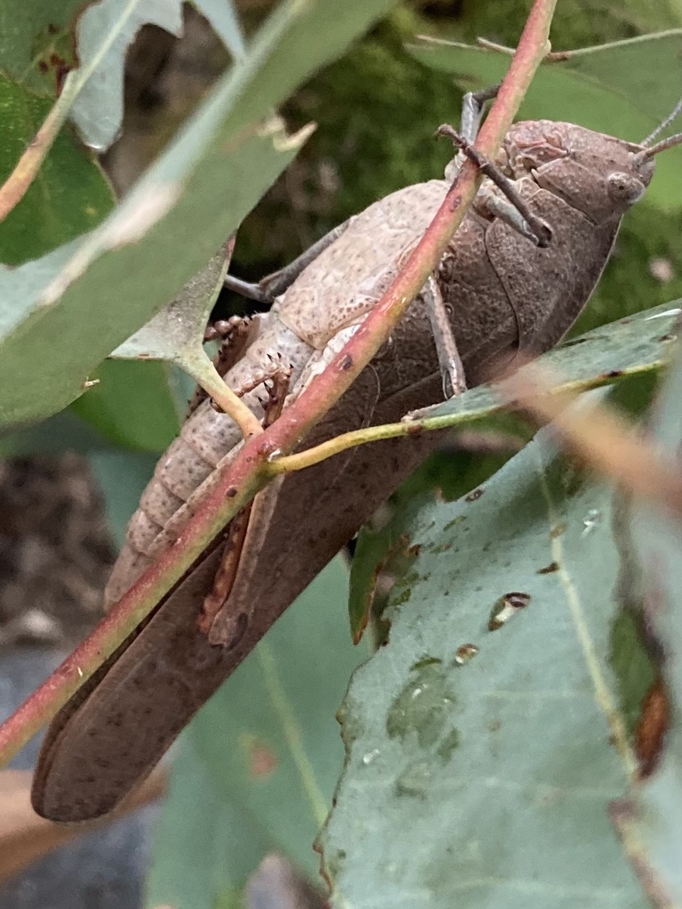 Gumleaf Grasshoppers from Warrandyte State Park, Wonga Park, VIC, AU on ...