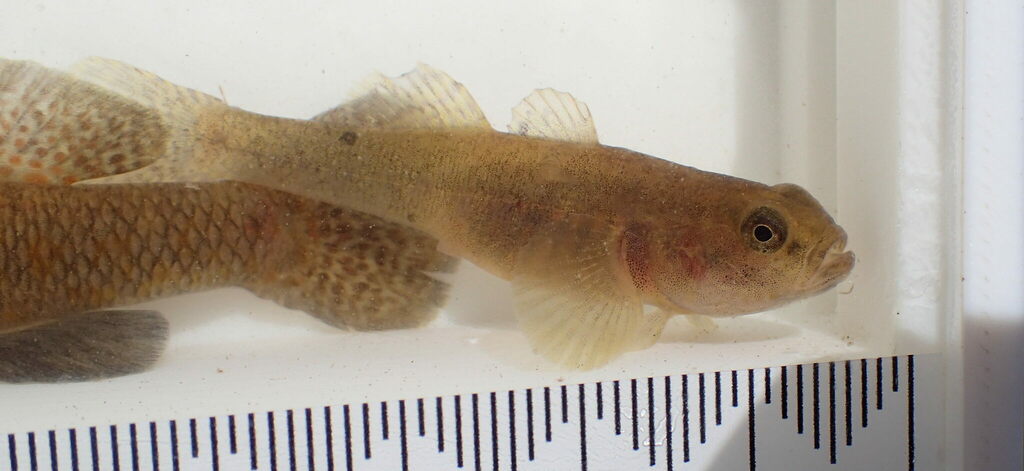 Common Bully from Arthur's Pass 7580, New Zealand on November 28, 2024 ...