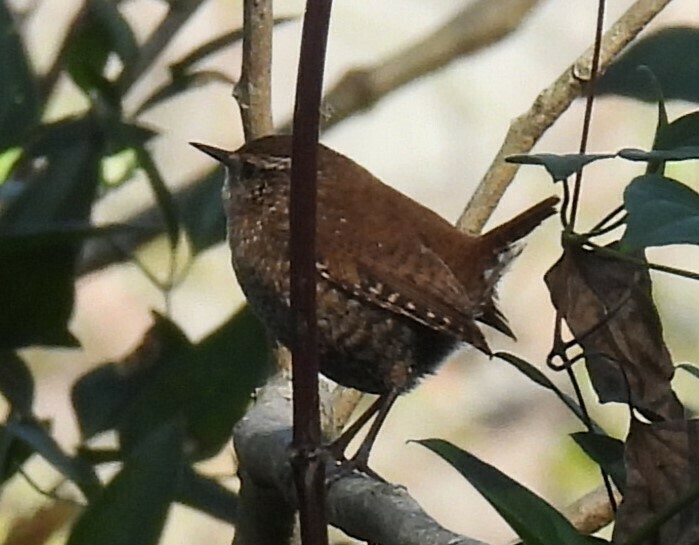 Winter Wren from Second Creek Recreation Area, Lauderdale County, AL ...