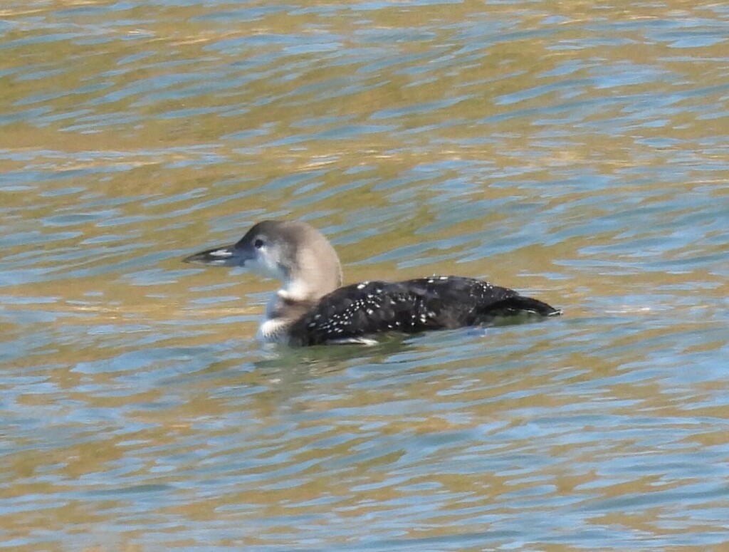 Common Loon from Waterloo Landing, Lauderdale Co., AL, USA on November ...