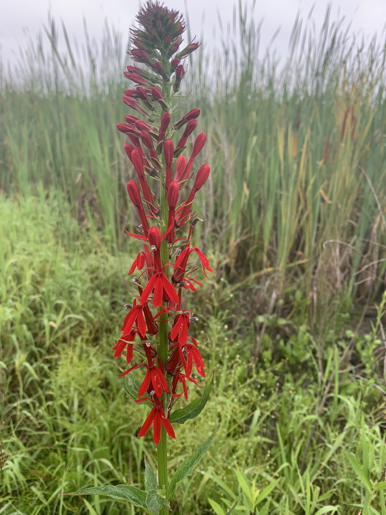 cardinal flower from Franklin County, OH, USA on July 19, 2019 at 08:38 ...