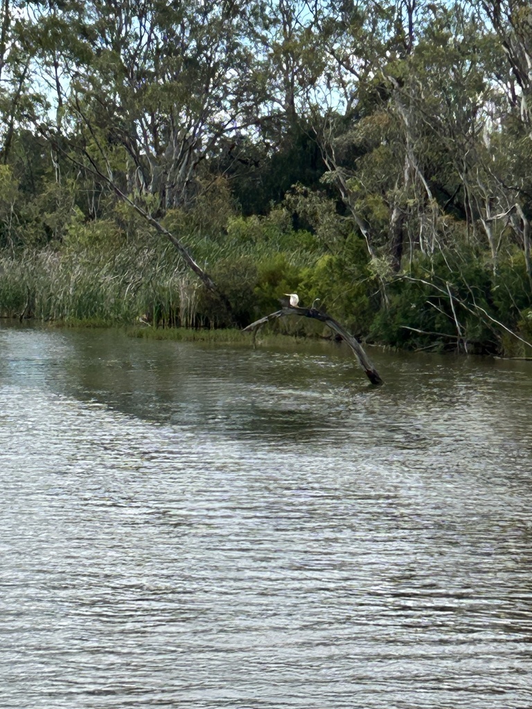 Australasian Darter from Fox Island, Gunbower, VIC, AU on December 1 ...