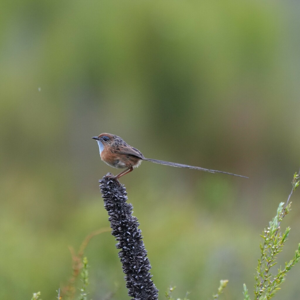 Southern Emuwren from Lake Innes NSW 2446, Australia on December 1 ...