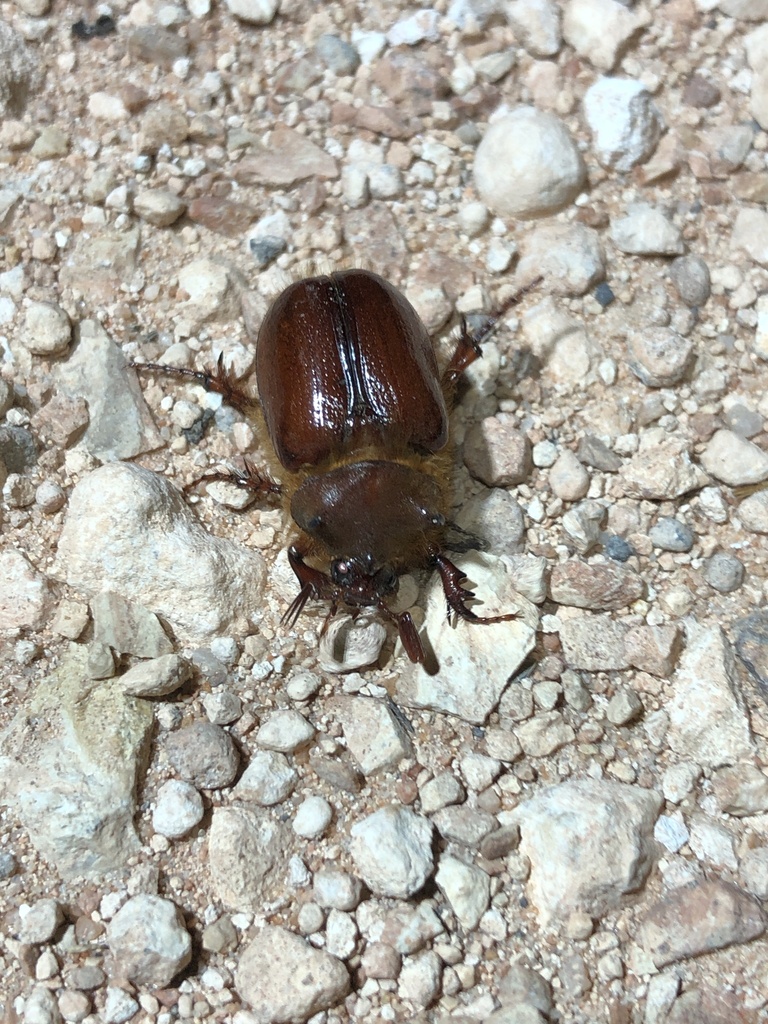 Carneoryctes semicalvus from Princes Highway, Minnipa, SA, AU on ...