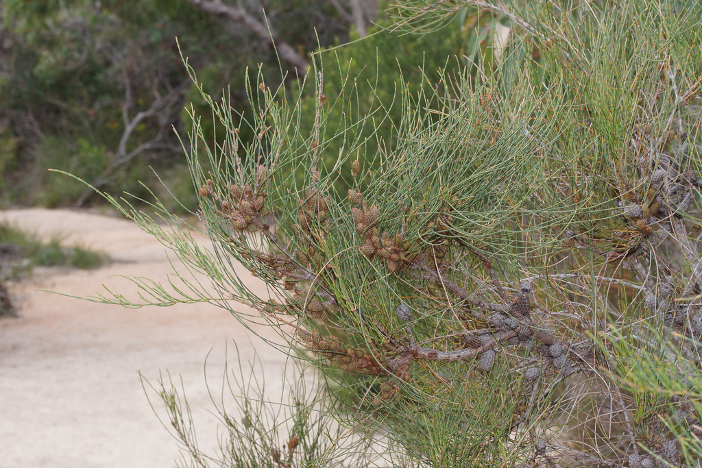Scrub Sheoak from Mallacoota Victoria 3892, Australien on October 17 ...
