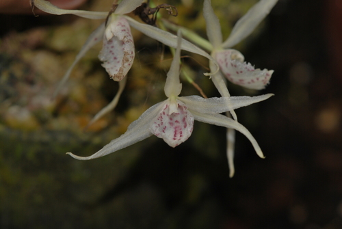 (Trichopilia subulata)