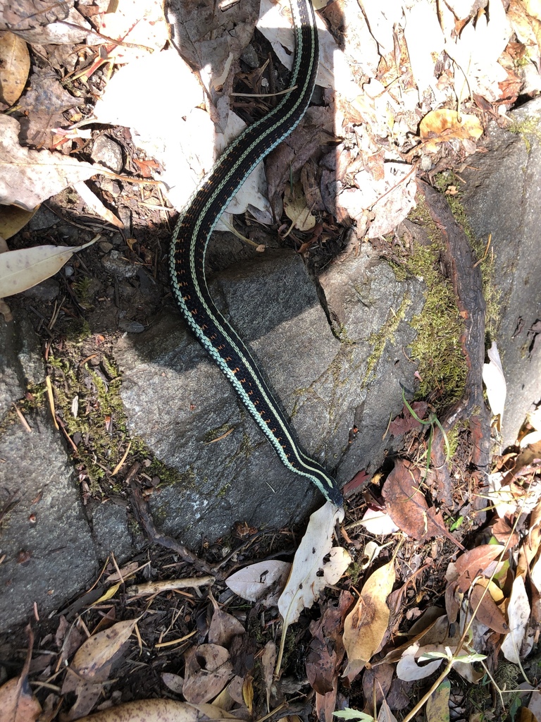 Puget Sound Garter Snake from North Cowichan, North Cowichan, BC, CA on ...