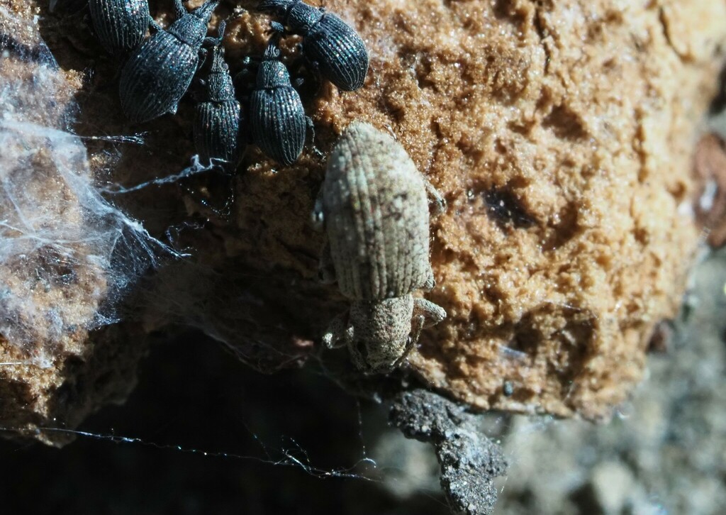 Peach Root Weevil from 日本、〒360-0035 埼玉県熊谷市河原町 on December 01, 2024 at ...
